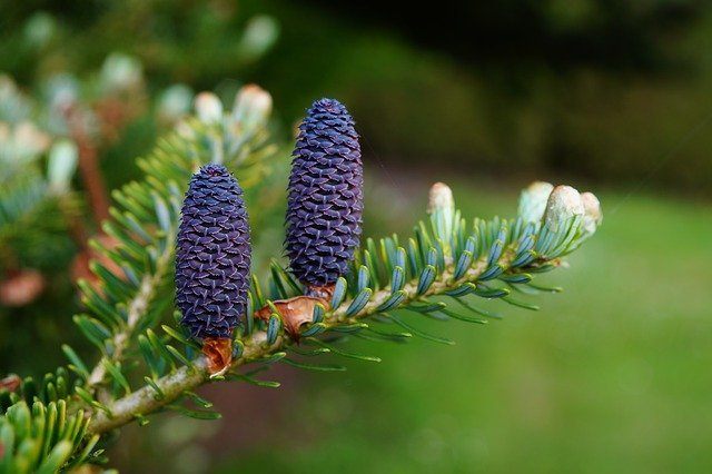 Pine Pollen Benefits for Men! More Morning Wood Pine Pollen Benefits for Men! More Morning Wood