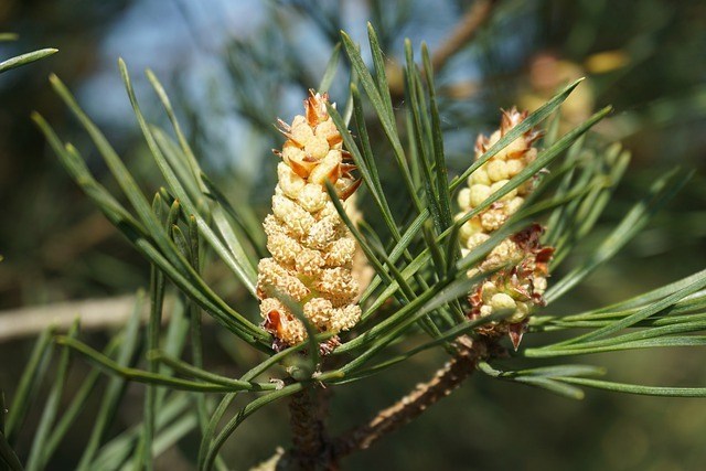Pine Pollen Benefits for Men! More Morning Wood Pine Pollen Benefits for Men! More Morning Wood
